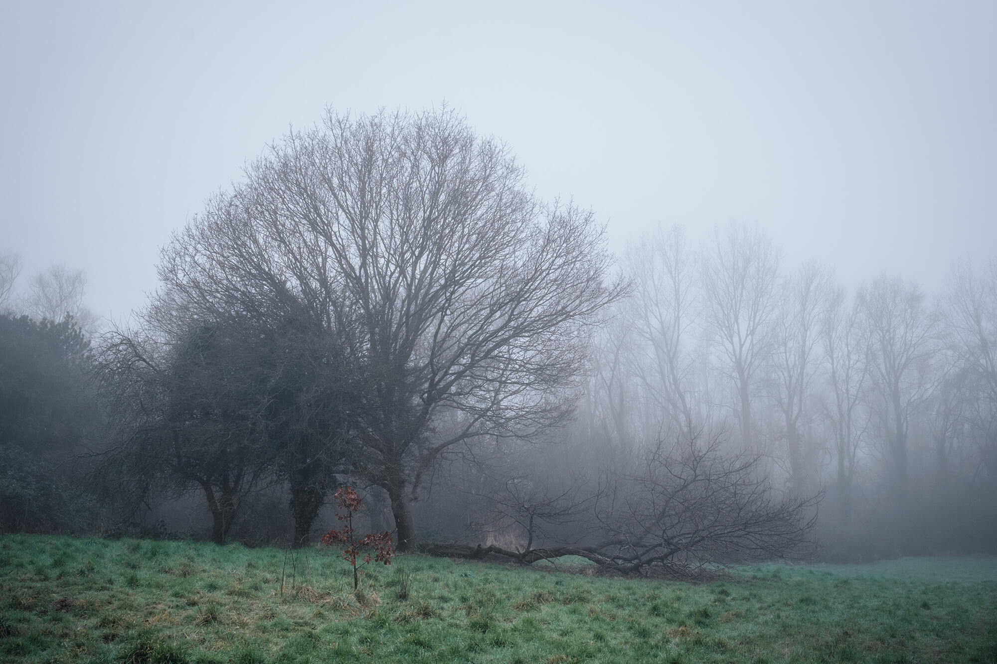 Combe Valley - A Year in the Life of a Tree - Lin Gregory Photography